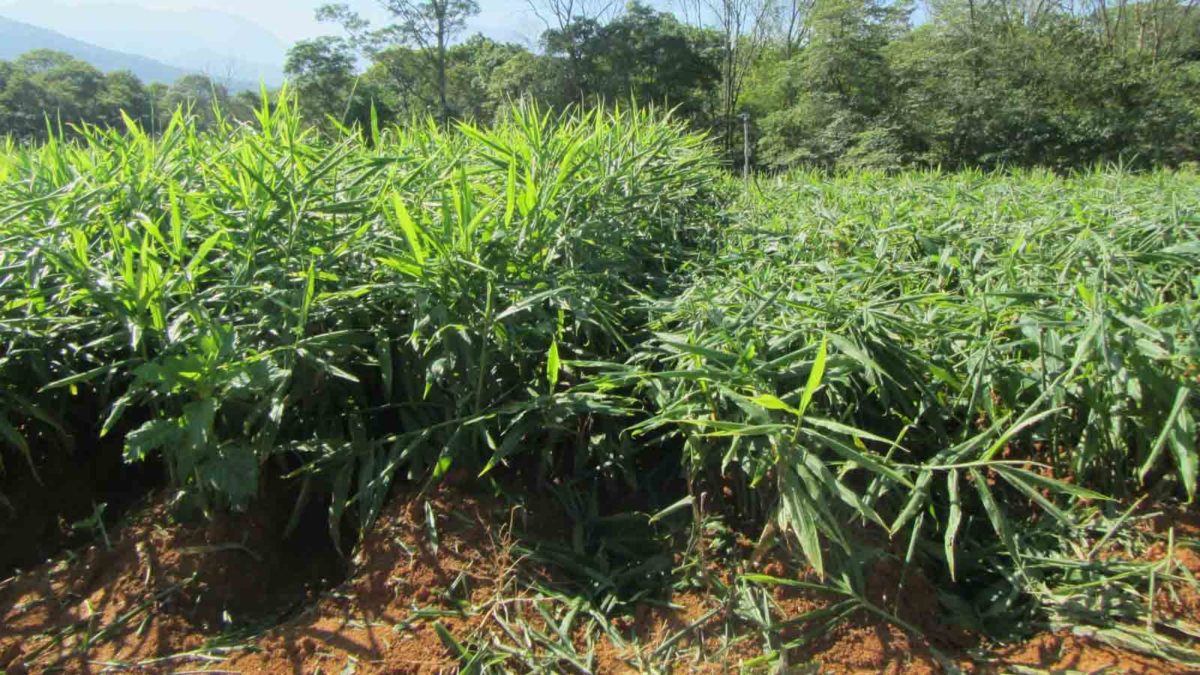 Aceite esencial de Jengibre es un potente antiinflamatorio